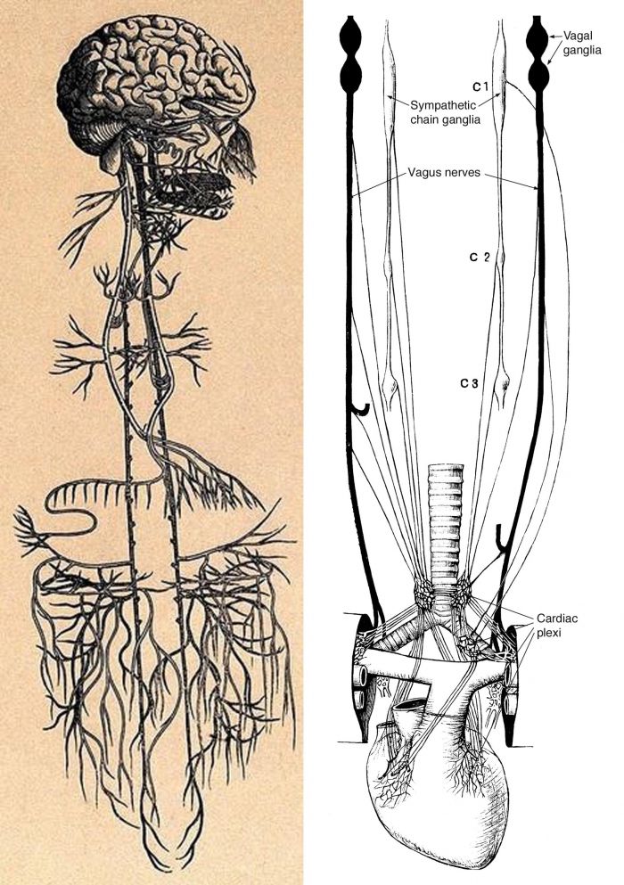 What Happens in Vagus… – Deepest Valley Qigong